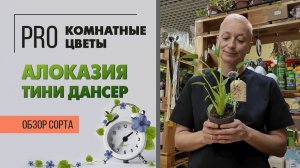 Алоказия Тини Дансер. Обзор сорта. Танцующая и воздушная. Миниатюрная балерина из мира флоры.