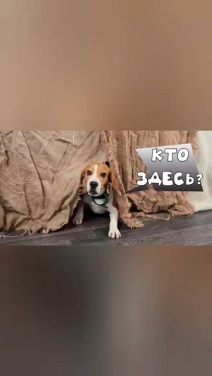 Обыск с пристрастием🔎 #кусьшоу #бигль #собаки #питомцы