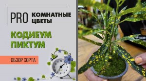 Кодиеум Пиктум. Обзор сорта. Кротон, известный в народе как брызги шампанского.