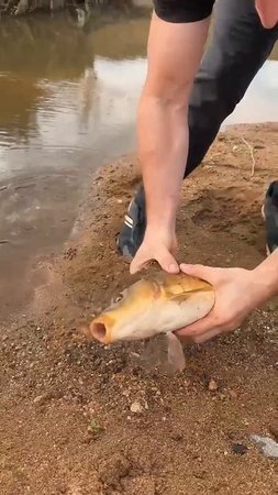 Есть тут рыбаки 🐟 🎣 🐠 ? #рыбалка #удача #речька #korea 🇰