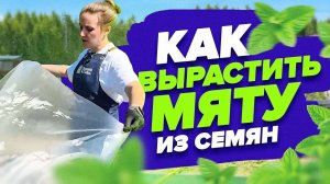 КАК ПОСЕЯТЬ МЯТУ