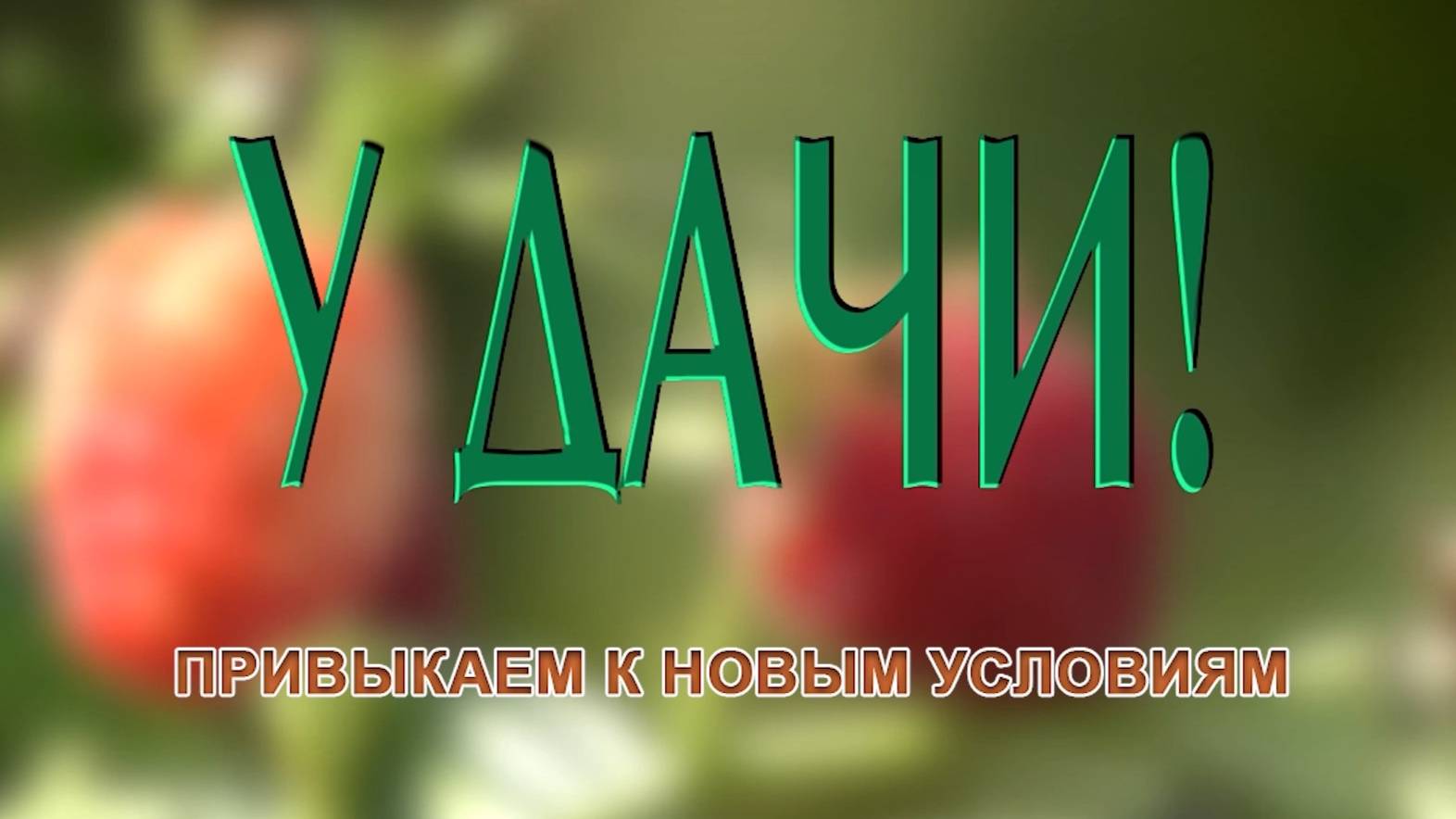 У Дачи! Привыкаем к новым условиям