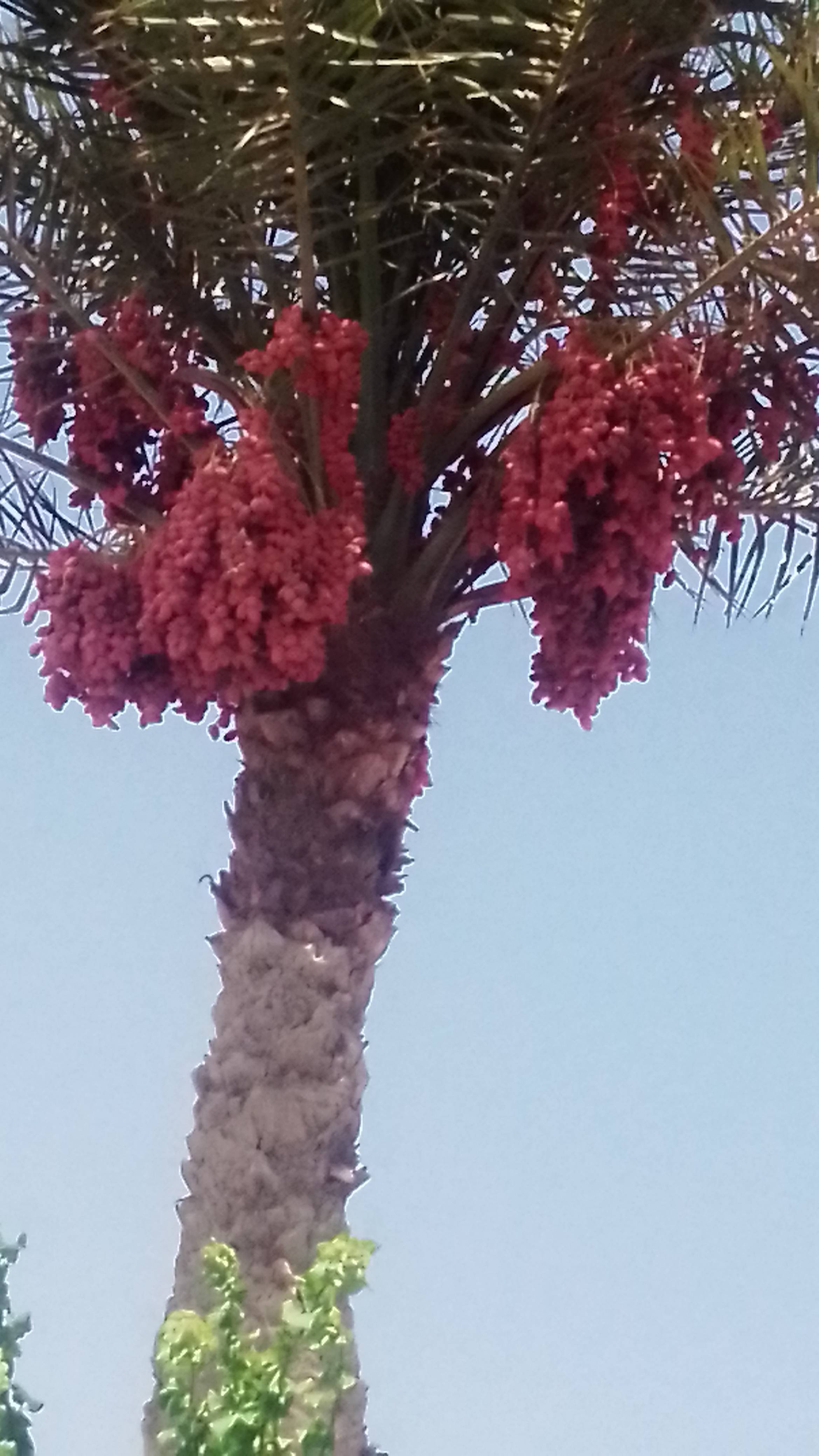 МОЙ ЕГИПЕТ. ХУРГАДА . УЛИЦЫ ГОРОДА