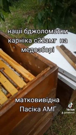 наші бджоломатки карніка с22амг на медозборі сади і ак?