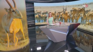 Сайгаки из Казахстана оставили без урожая саратовских фермеров / События на ТВЦ
