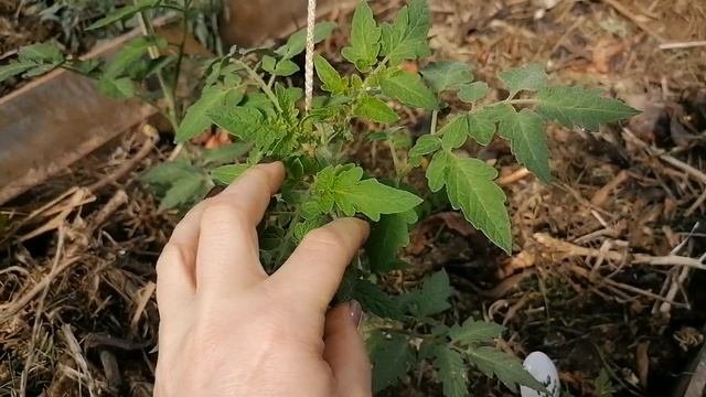 Пасынки на томатах