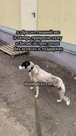 Трехлапый  пес Маркиз из приюта ищет дом