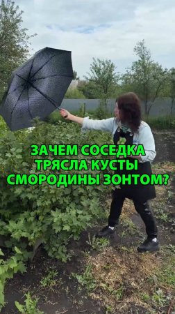 Зачем соседка трясла кусты смородины зонтом