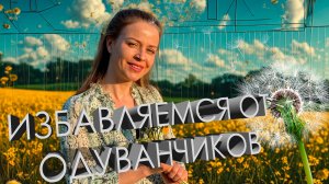 КАК УДАЛИТЬ ОДУВАНЧИКИ С УЧАСТКА