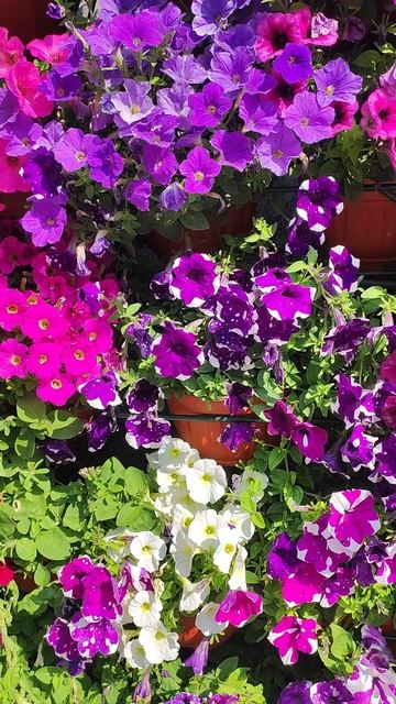 Стена из цветов. Петунии.
