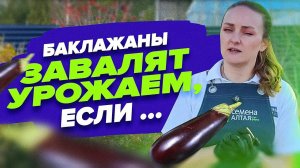 САМОЕ ВАЖНОЕ ПРИ ВЫРАЩИВАНИИ БАКЛАЖАНОВ