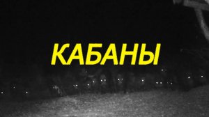 Дикие кабаны: природа, сила и секреты ночной охоты