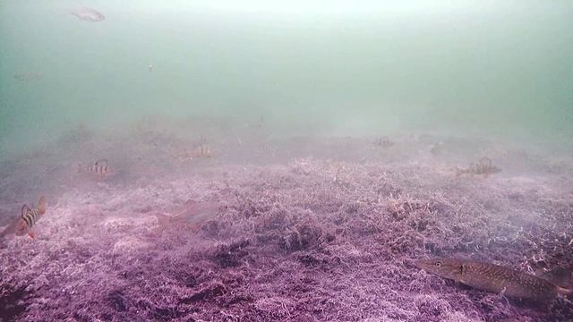 Щука  промахнулась из засады.