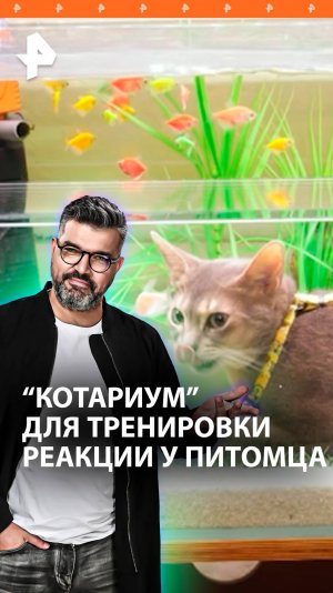 Рыбов показывают: “котариум” для тренировки реакции / “Знаете ли вы, что…”