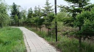 Утренняя прогулка по санаторию “Рабочий” | Тишина, природа и свежий воздух