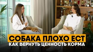 Почему собака не ест? Какой хороший корм для собак?