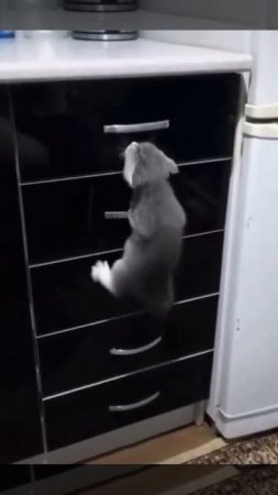 Котолаз