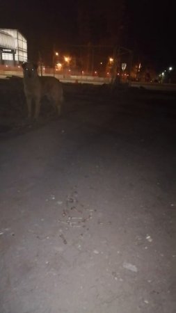 Кормим Собаку(Жуковский,01.05.2022)