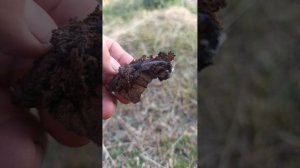 Так горит трут или амаду из трутовика настоящего (Fomes fomentarius)