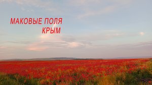 Где маки в Крыму?почти везде,маковые поля!  Море маков!