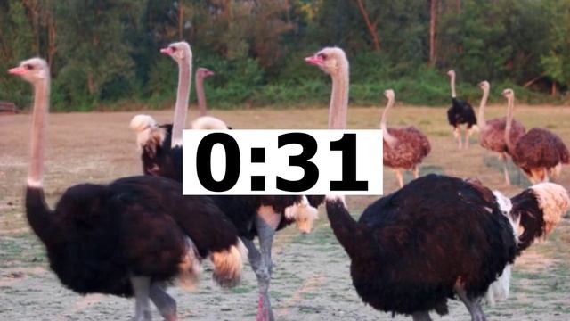 Wild animals 02
