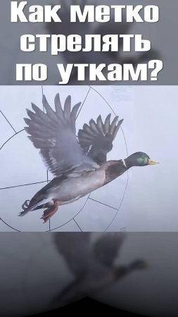 Самые распространенные ошибки охотника при стрельбе по утке.