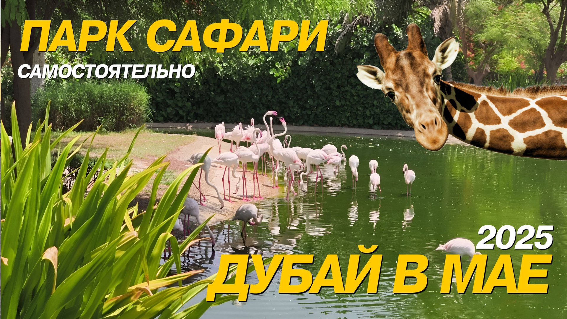 Дубай Парк Сафари самостоятельно или экскурсией? Что посмотреть, какие цены!