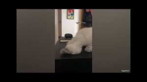 смешные котики #2