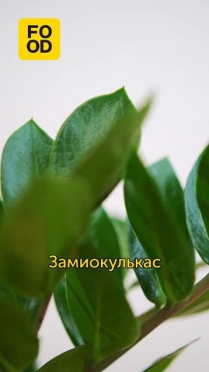Растения дома нужны не только для красоты, но и для пользы. Рассказываем о самых полезных ✨ #foodru