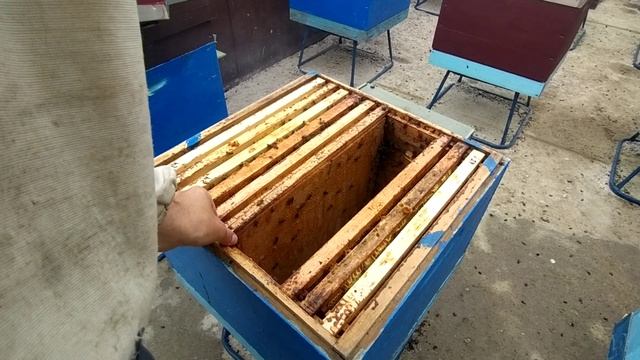 Контроль приёма пчелиных маток