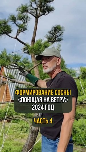 Формирование сосны "Поющая на ветру" 2024 год. Часть 4