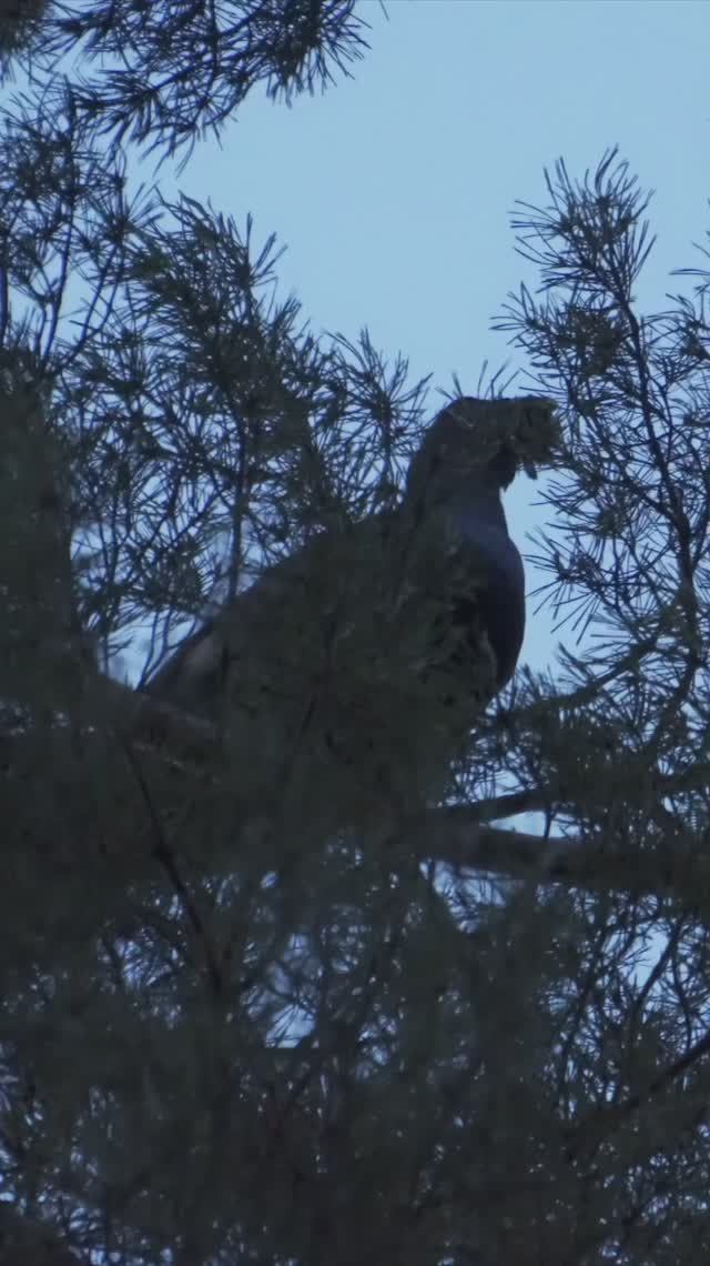 Глухарь токует на дереве