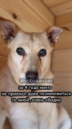 Белочка из приюта Щербинка ищет дом. Собака Юзао