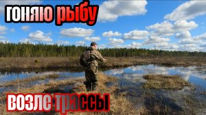 СПИННИНГ на придорожном БОЛОТЕ. Тут ЕСТЬ рыба!