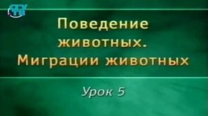 Миграции животных # 5. Птицы над сушей и морем