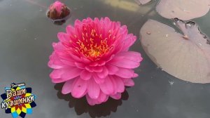 Нимфея Thai Beauty (Тайская красавица) кувшинка, waterlily, водные растения, пруд