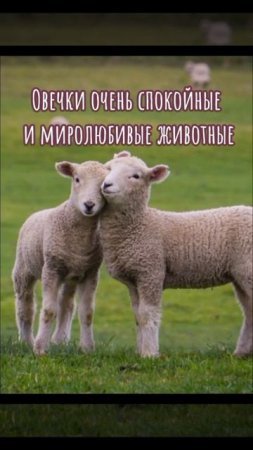 Кудрявая овечка