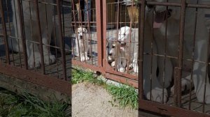 🐾 Экскурсия по питомнику Сары Шайтан: Милые алабаи, летняя жара и наши новости! 🌞