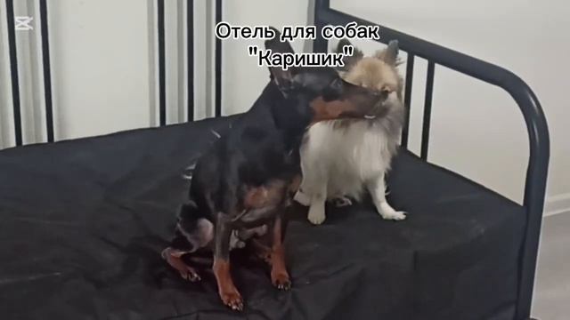 Блэйд шпиц #каришик #каришиквшоке #собака #puppy #отельдлясобак #love #цвергпинчер #груминг