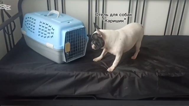 Французский бульдог Буся #каришик #каришиквшоке #собака #puppy #отельдлясобак #love #груминг