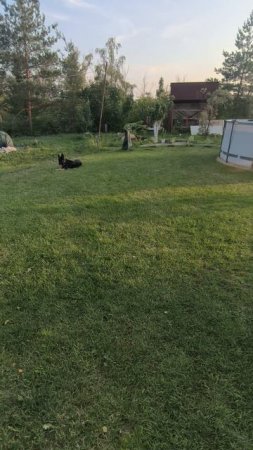 Закупил туи и можжевельники, полное видео на канале