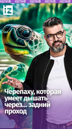 Черепаха, которая дышит клоакой: что дает уникальное умение / «Знаете ли вы, что?»