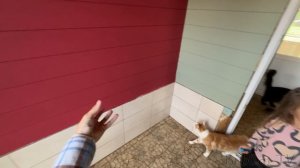 РЕАКЦИЯ ИНОПЛАНЕТНОГО КОТА НА МЕЙН-КУНА / Новая стрижка мейн куна Тео