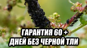 Гарантия 60-90 ДНЕЙ без Тли! Корневая Обработка без опрыскивания!