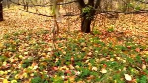 Яблонька сл С.Егорова. припев   арж.Werema54 демка
