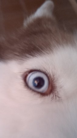 тклк