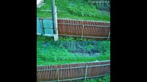 Природа пробная трансляция