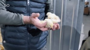 Миллионы на огурцах и помидорах. Как зарабатывать на з
