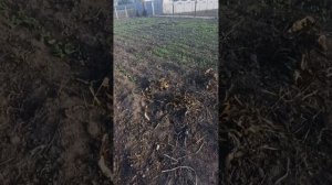 Буде салат з капусти.Огляд кропленого хрону.Маточні к?