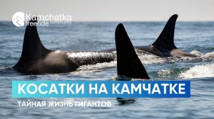 Косатки Авачинского залива | Как увидеть их в дикой природе и не навредить | Камчатка